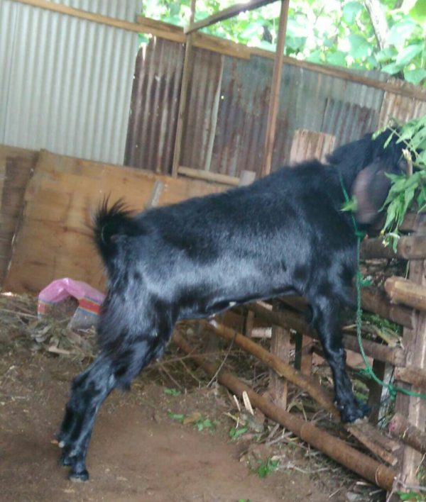 Kambing Sehat banyak dagingnya dilihat dari Bulunya.