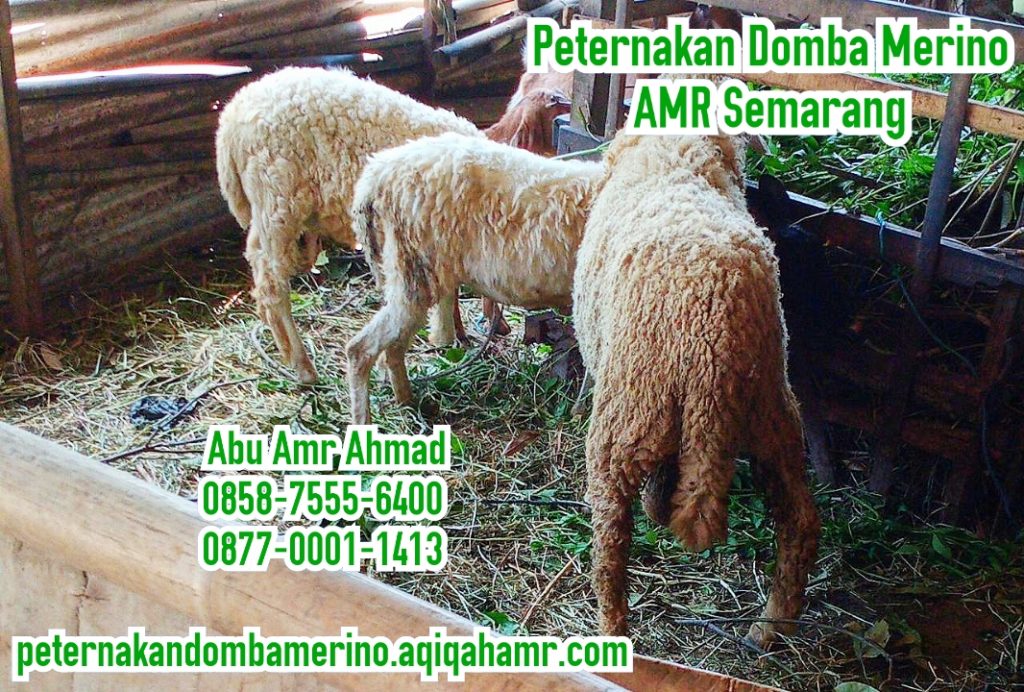 Peternakan Domba Merino di Kandang AMR Semarang