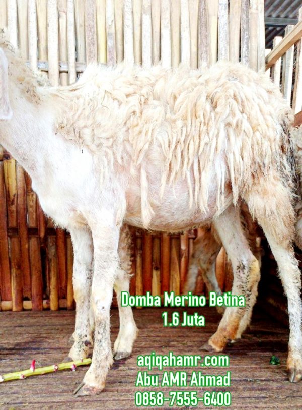 Domba Aqiqah Betina di Aqiqah AMR Semarang I 0858-7555-6400