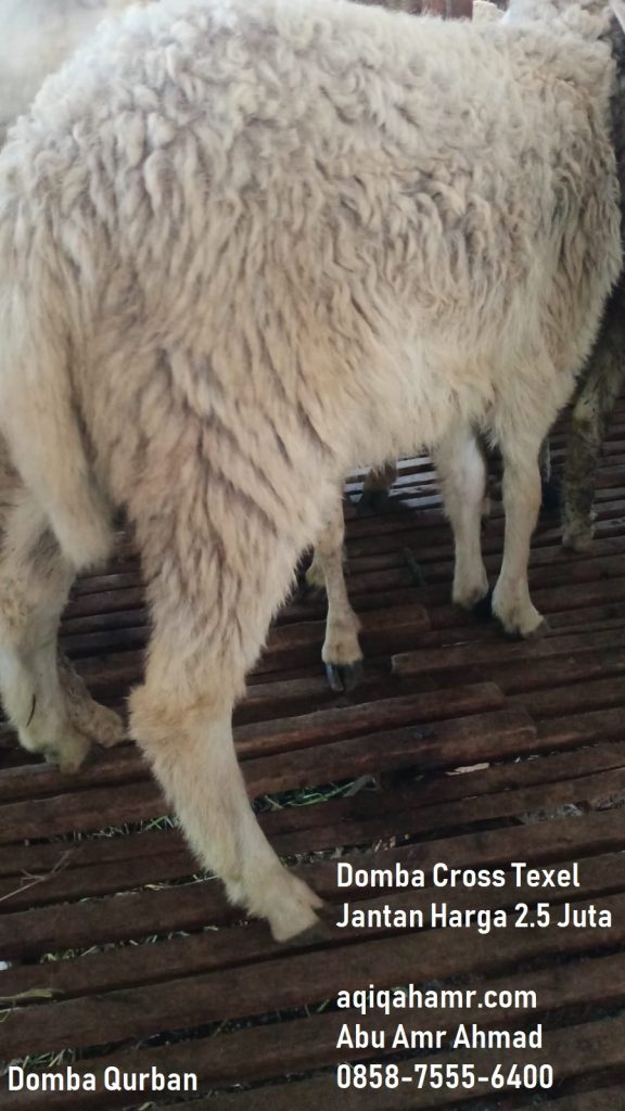 Domba Qurban Cross Texel Jantan - 0858-7555-6400 I Abu Amr Ahmad