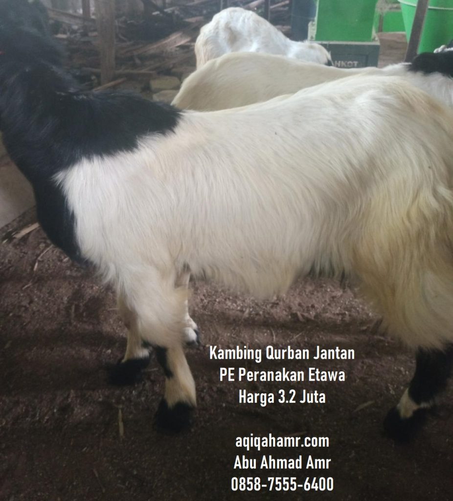 Kambing Qurban Jantan PE Peranakan Etawa di Semarang