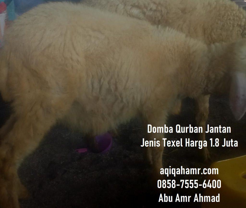 Domba Qurban Jantan Jenis Texel di Semarang